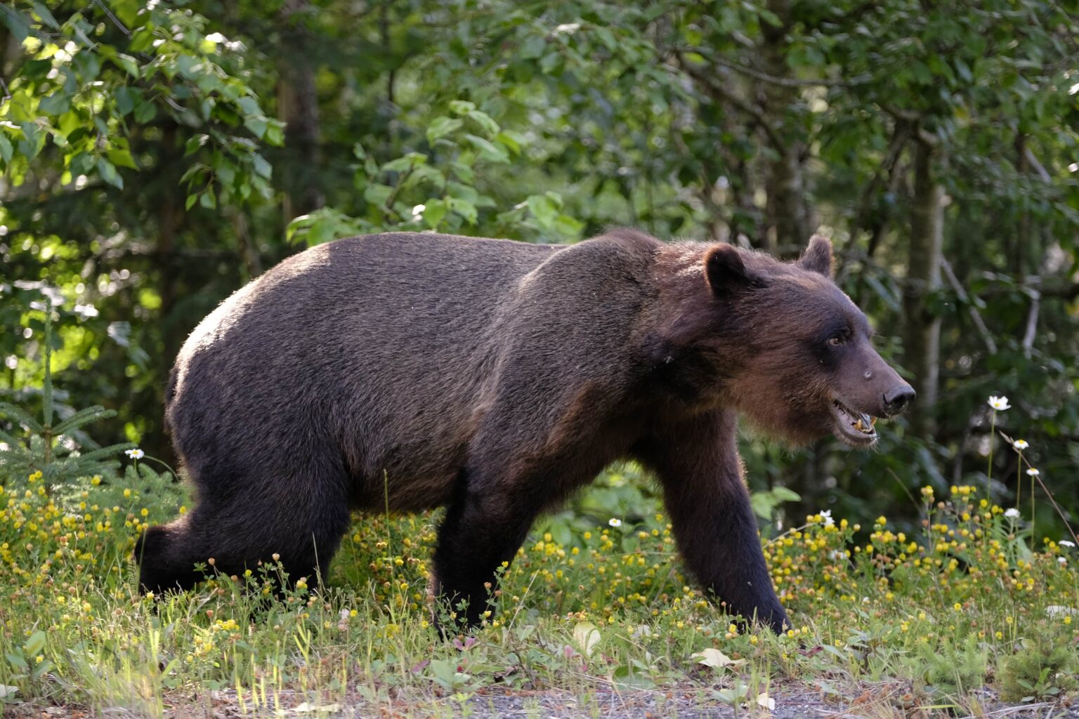 wildlife British Columbia - Canadian Staycations