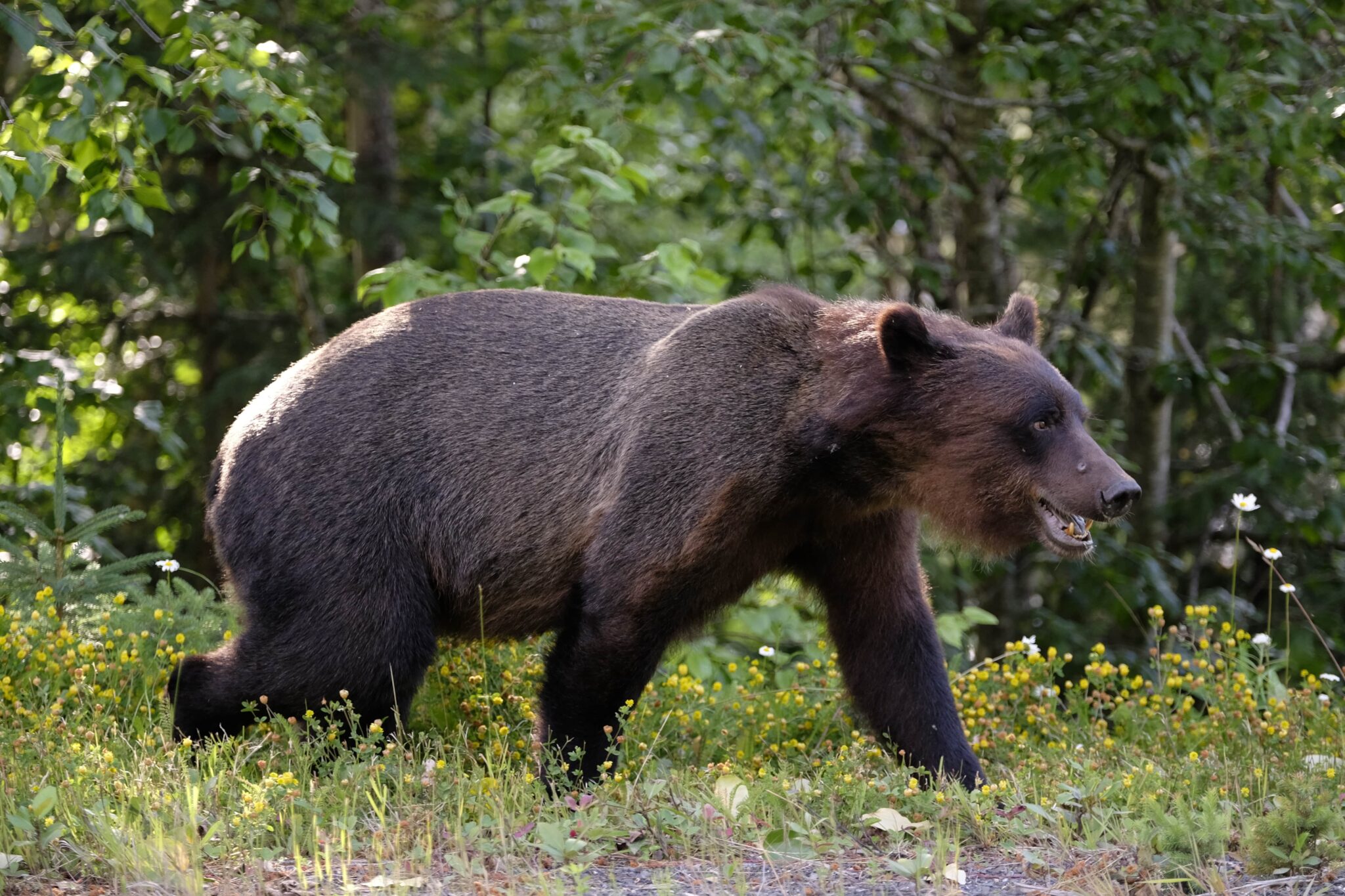 wildlife British Columbia - Canadian Staycations