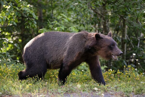 wildlife British Columbia - Canadian Staycations